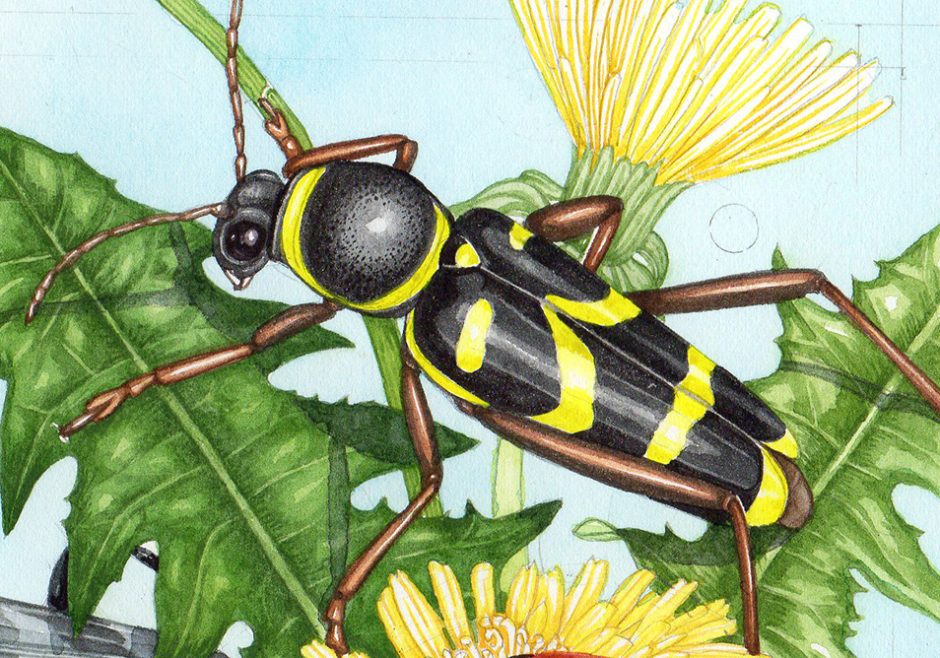 Striped Patterns in Nature - Lizzie Harper