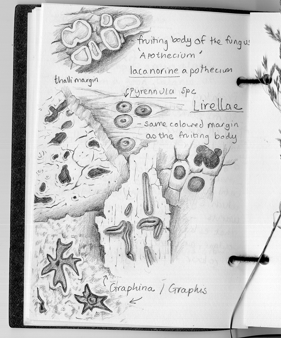 Botanical Illustration: Sketchbook studies - Lizzie Harper