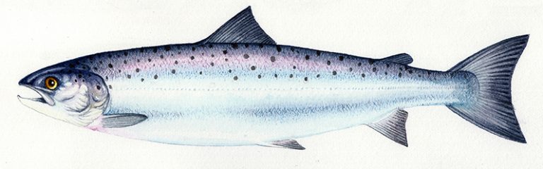 Natural History Illustration: Salmon life cycle - Lizzie Harper