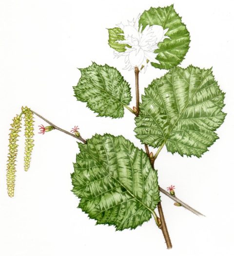 Botanical Illustration: Step by step Hazel - Lizzie Harper