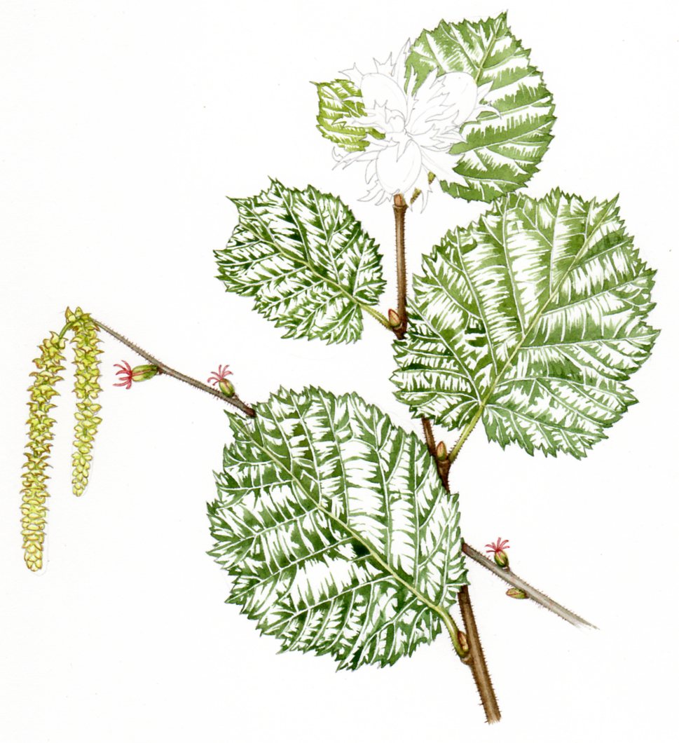 Botanical Illustration: Step by step Hazel - Lizzie Harper