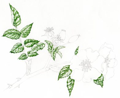 Dog rose: Step by step illustration - Lizzie Harper