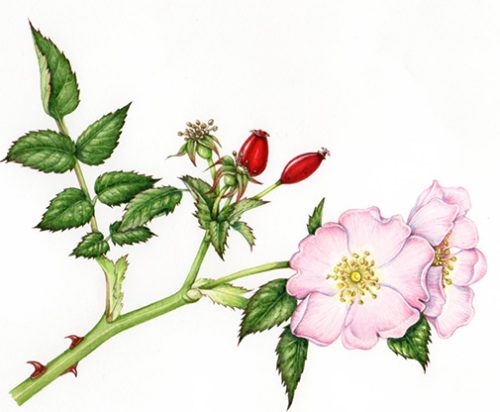 Botanical Illustration: Rosehips - Lizzie Harper