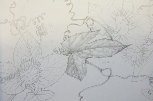 Botanical illustration: The Exploding Cucumber - Lizzie Harper
