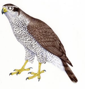 Natural History Illustration of the Goshawk - Lizzie Harper