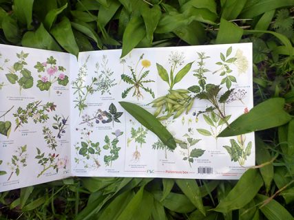 Illustrate and forage: Eat what you paint! - Lizzie Harper