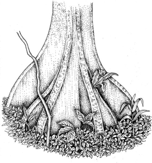 Botanical Illustration: Exploring Adventitious Roots - Lizzie Harper