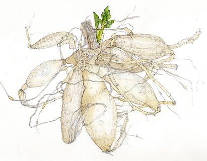 Botanical Illustration: Exploring Adventitious Roots - Lizzie Harper