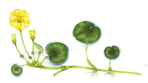 Botanical Illustration: Exploring Adventitious Roots - Lizzie Harper