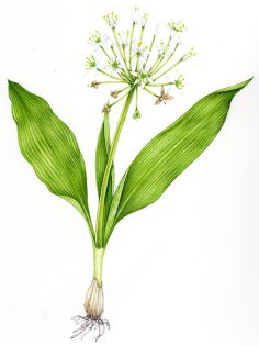 Botanical Illustration: Exploring Root Variety - Lizzie Harper