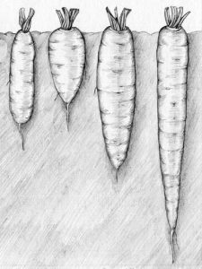 Botanical Illustration: Exploring Root Variety - Lizzie Harper