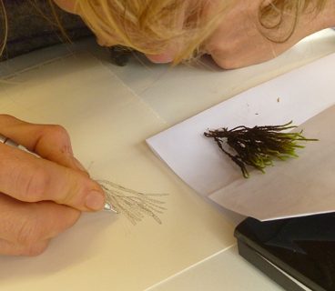 Botanical Illustrations of Mosses - Lizzie Harper