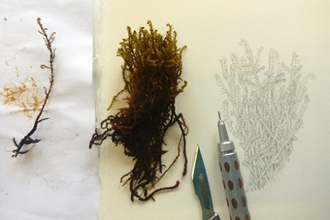 Moss Scorpidium cossonii - Lizzie Harper