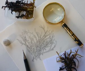Botanical Illustrations of Mosses - Lizzie Harper
