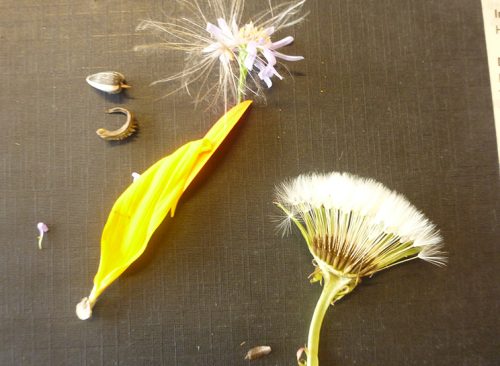 composite flowers workshop disc ray florets - Lizzie Harper