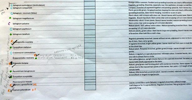 Botanical Illustrations of Mosses - Lizzie Harper