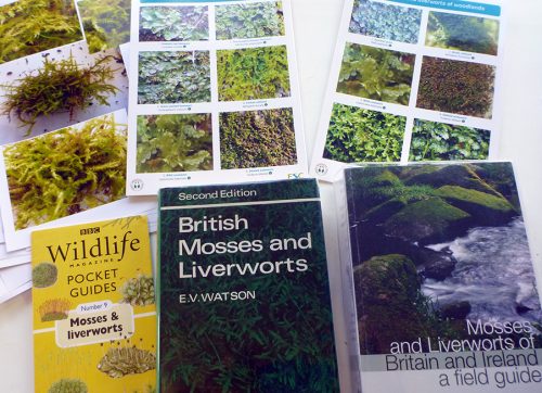 Botanical Illustrations of Mosses - Lizzie Harper