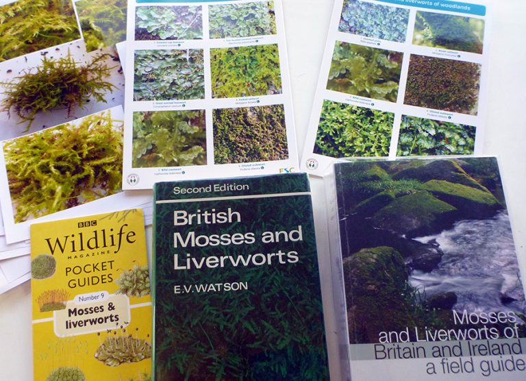 Botanical Illustrations of Mosses - Lizzie Harper