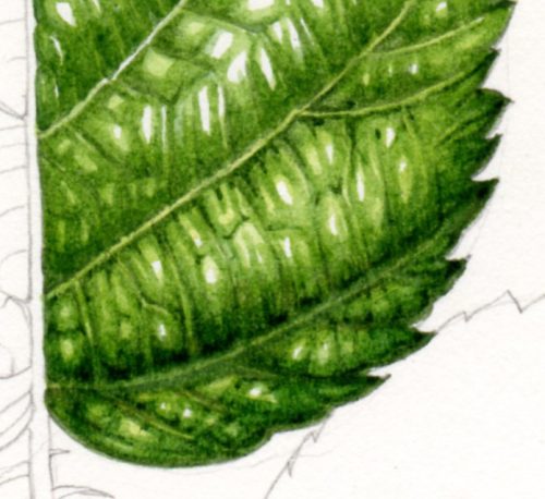 Botanical Illustration: Step by step painting of leaves - Lizzie Harper
