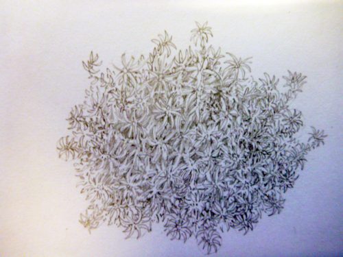 Botanical Illustration: Step by step Sphagnum moss - Lizzie Harper