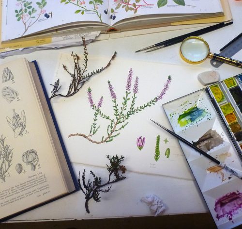 Botanical Illustration: Heathers - Lizzie Harper