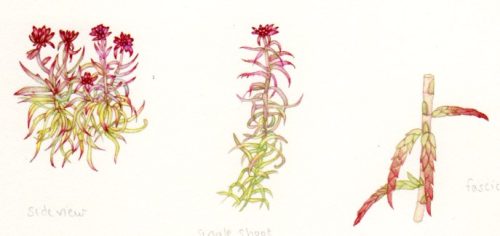 Beautiful Bryophytes: Botanical moss illustrations - Lizzie Harper