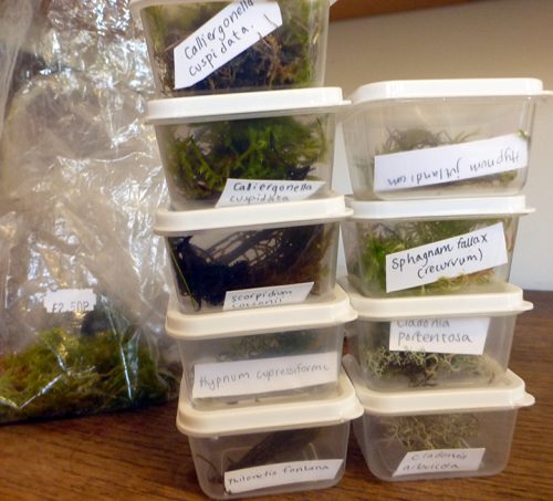 Beautiful Bryophytes: Botanical moss illustrations - Lizzie Harper