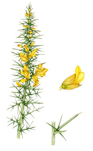 Telling Gorse species apart - Lizzie Harper