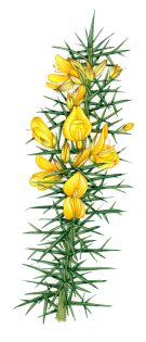 Telling Gorse species apart - Lizzie Harper