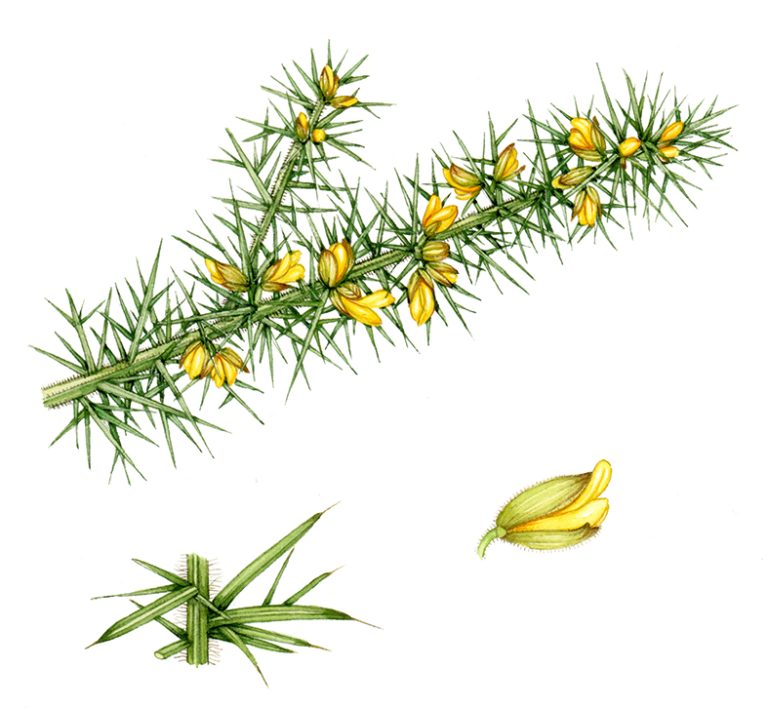 Telling Gorse species apart - Lizzie Harper