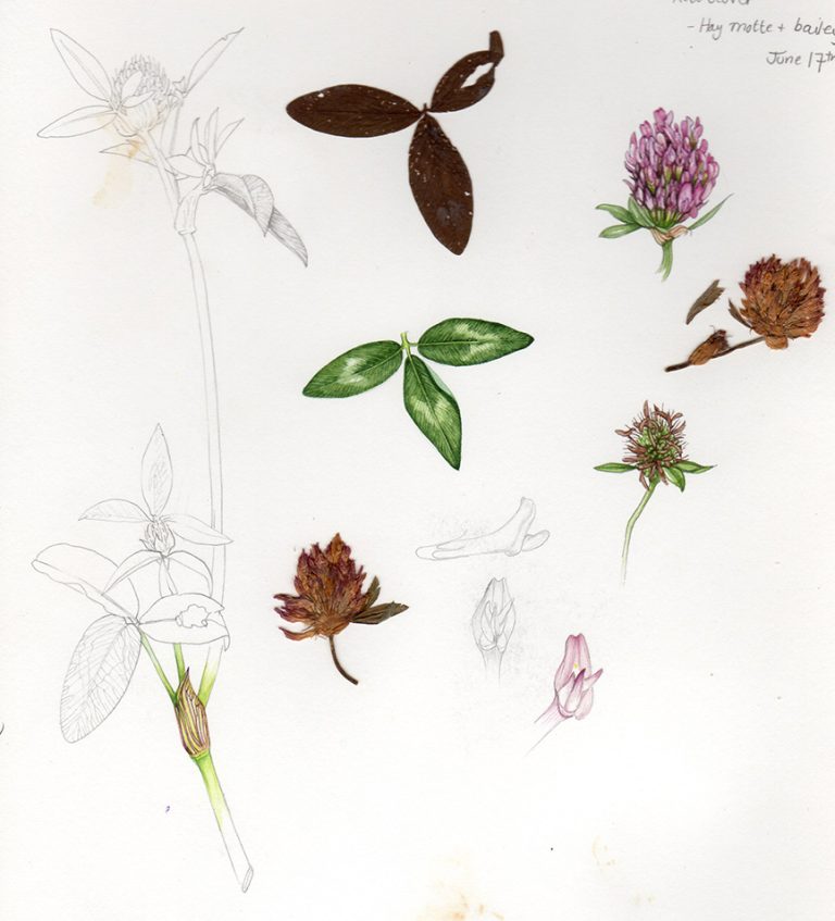 Botanical Illustration of Red Clover- step by step - Lizzie Harper