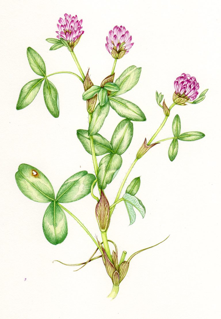 Botanical Illustration of Red Clover- step by step - Lizzie Harper