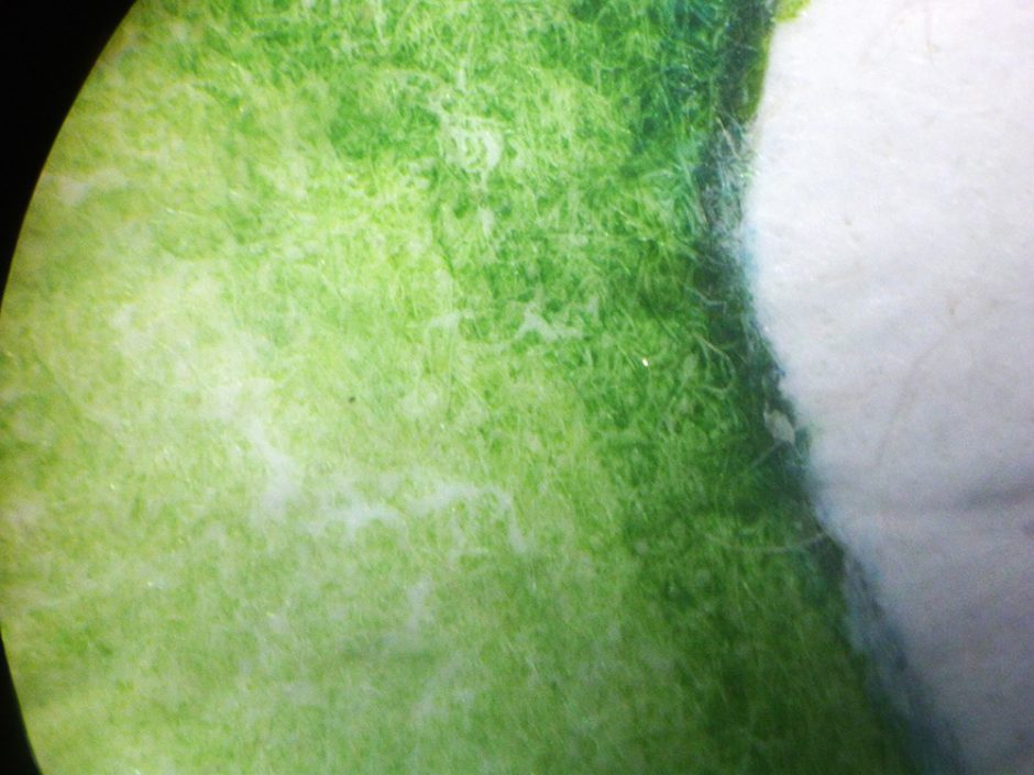 Botanical Illustration: Comparing HP Watercolour Papers 1 - Lizzie Harper