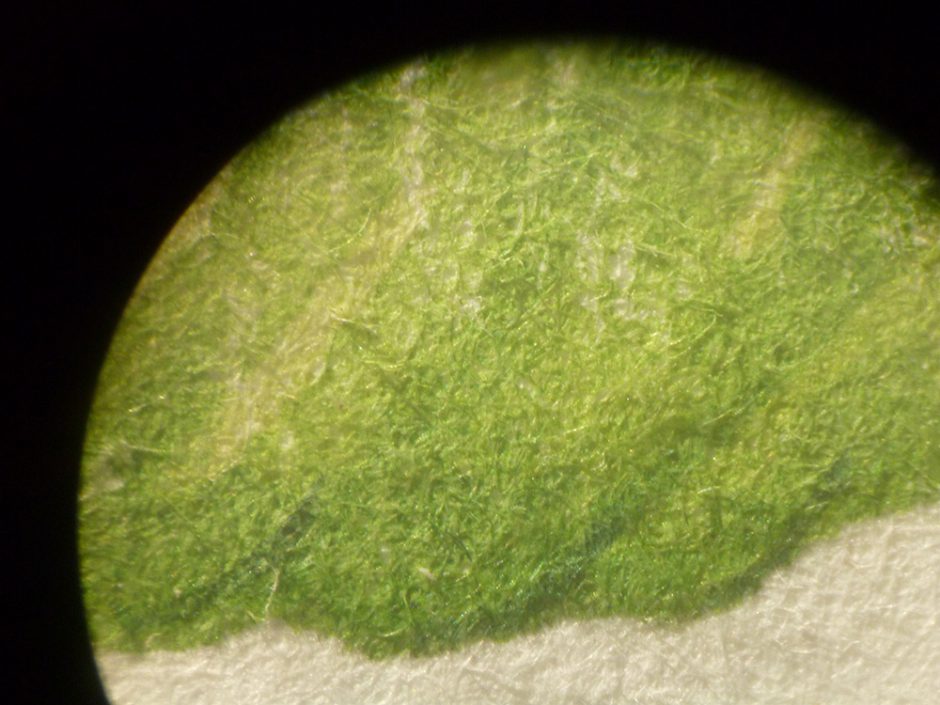 Botanical Illustration: Comparing HP Watercolour Papers 1 - Lizzie Harper