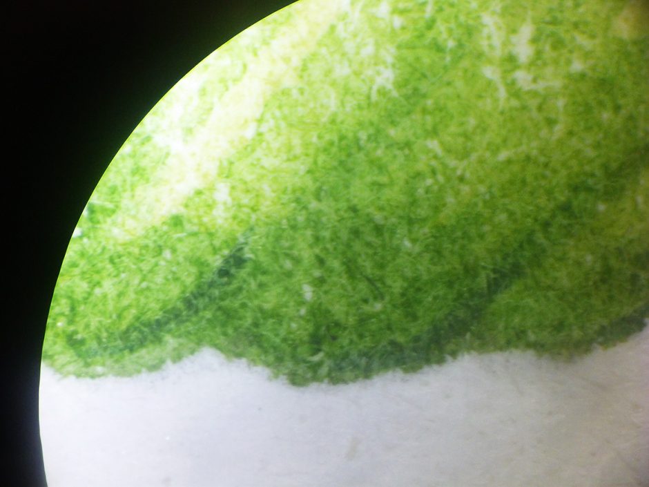 Botanical Illustration: Comparing HP Watercolour Papers 1 - Lizzie Harper