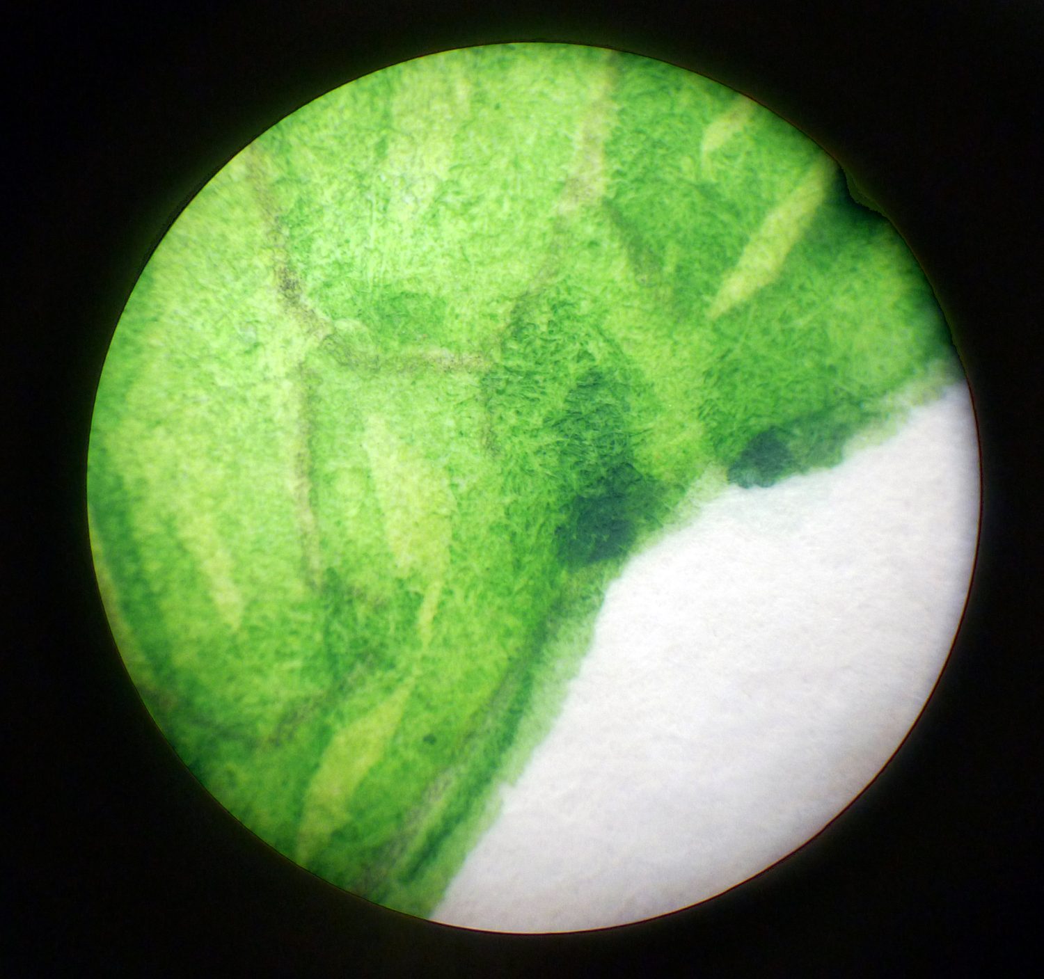 Botanical Illustration: Comparing HP Watercolour Papers 2 - Lizzie Harper