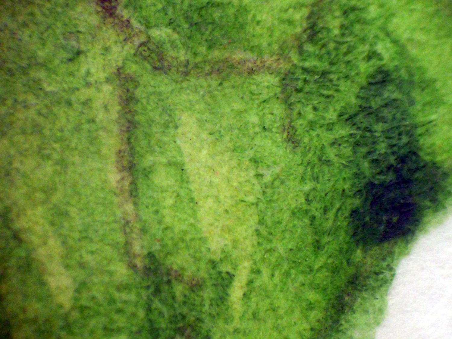 Botanical Illustration: Comparing HP Watercolour Papers 2 - Lizzie Harper