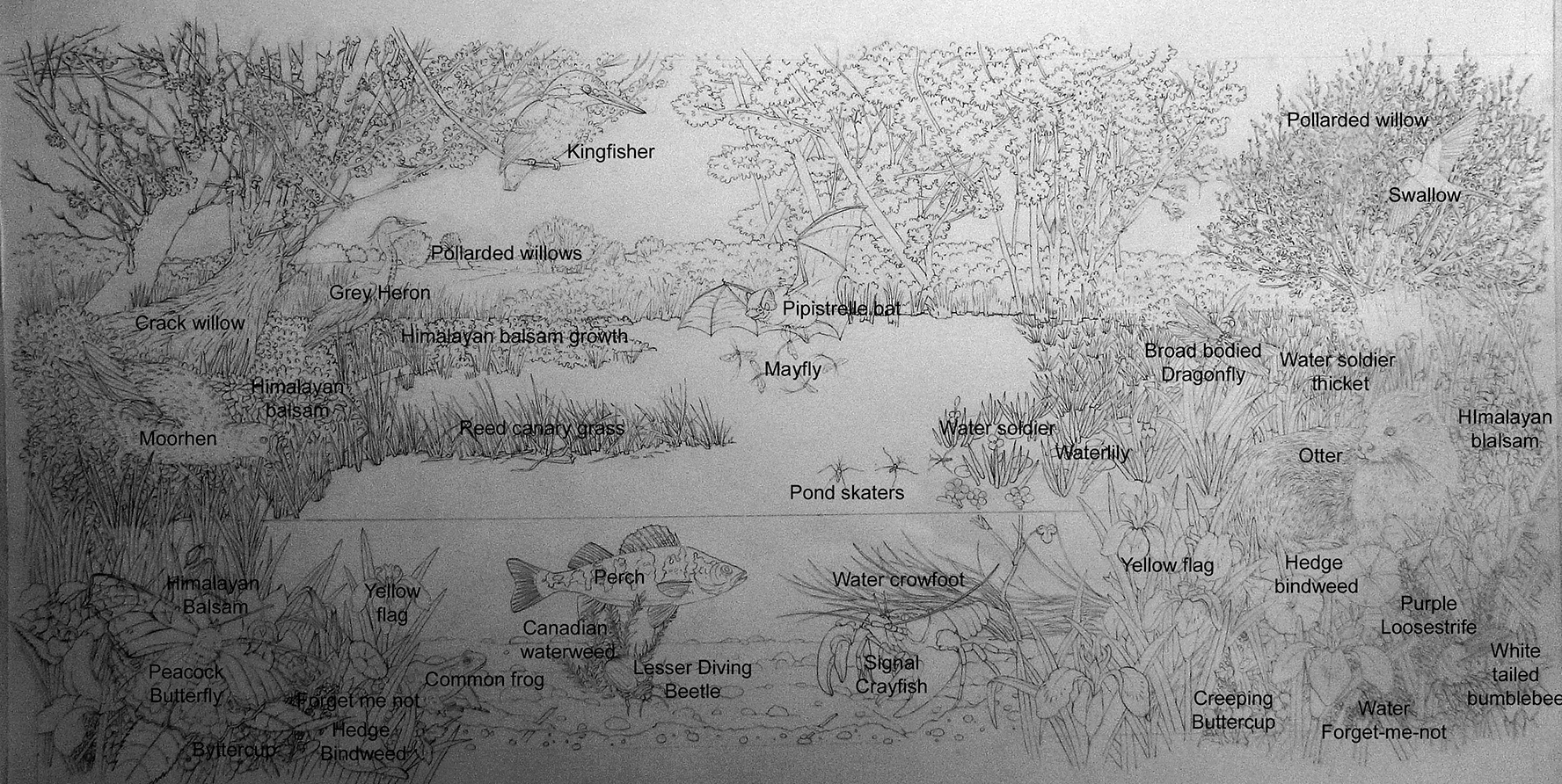 Illustrating a Water Meadow Landscape - Lizzie Harper
