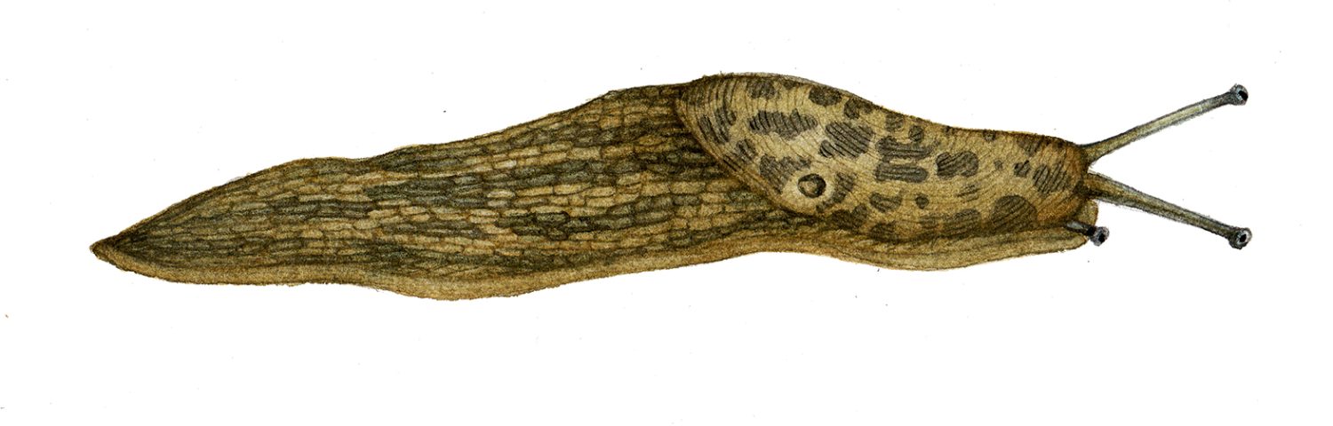 Slugs: Workshop on slug identification - Lizzie Harper