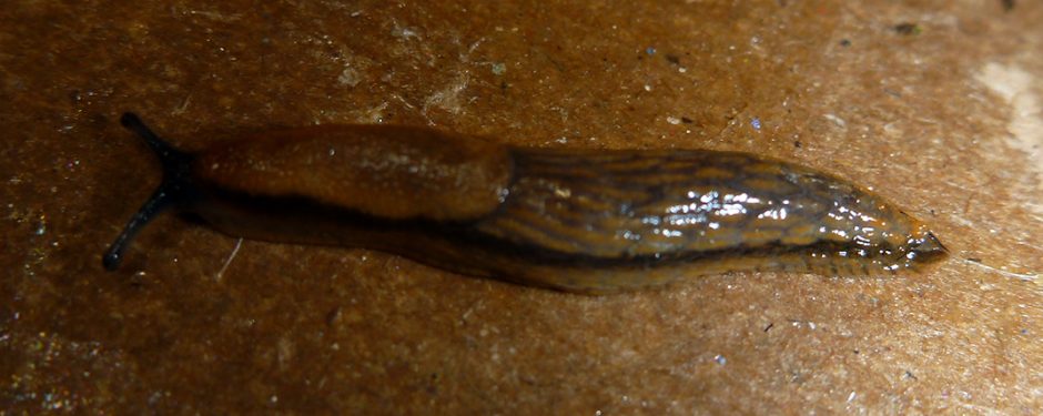 Slugs: Workshop on slug identification - Lizzie Harper