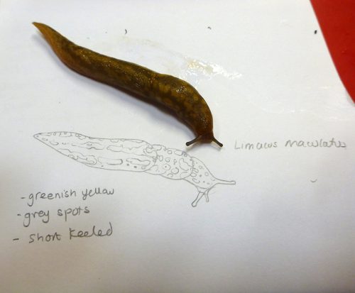 Slugs: Workshop on slug identification - Lizzie Harper