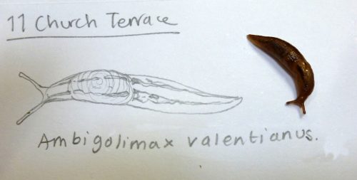 Slugs: Workshop on slug identification - Lizzie Harper