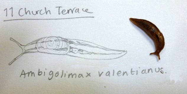 Slugs: Workshop on slug identification - Lizzie Harper