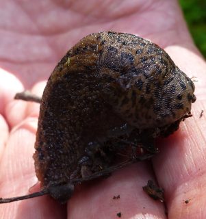 Slugs: Workshop on slug identification - Lizzie Harper
