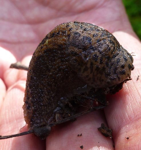 Slugs: Workshop on slug identification - Lizzie Harper