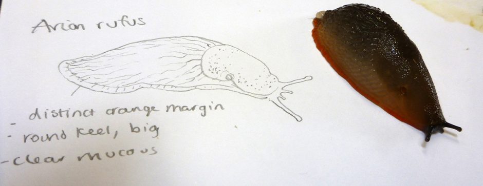 Slugs: Workshop on slug identification - Lizzie Harper