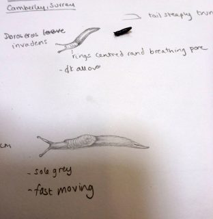 Slugs: Workshop on slug identification - Lizzie Harper