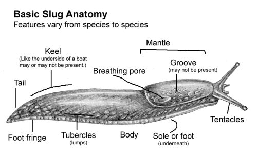 Slug anatomy diagram natural history illustration by Lizzie Harper ...