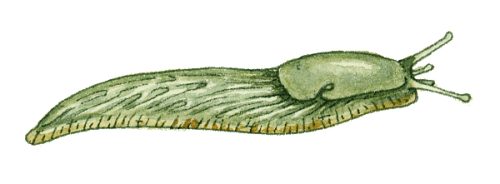 Slugs: Workshop on slug identification - Lizzie Harper