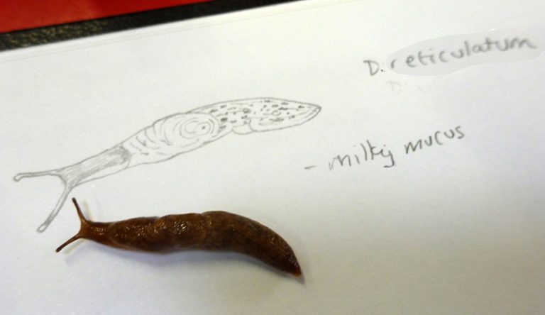 Slugs: Workshop on slug identification - Lizzie Harper